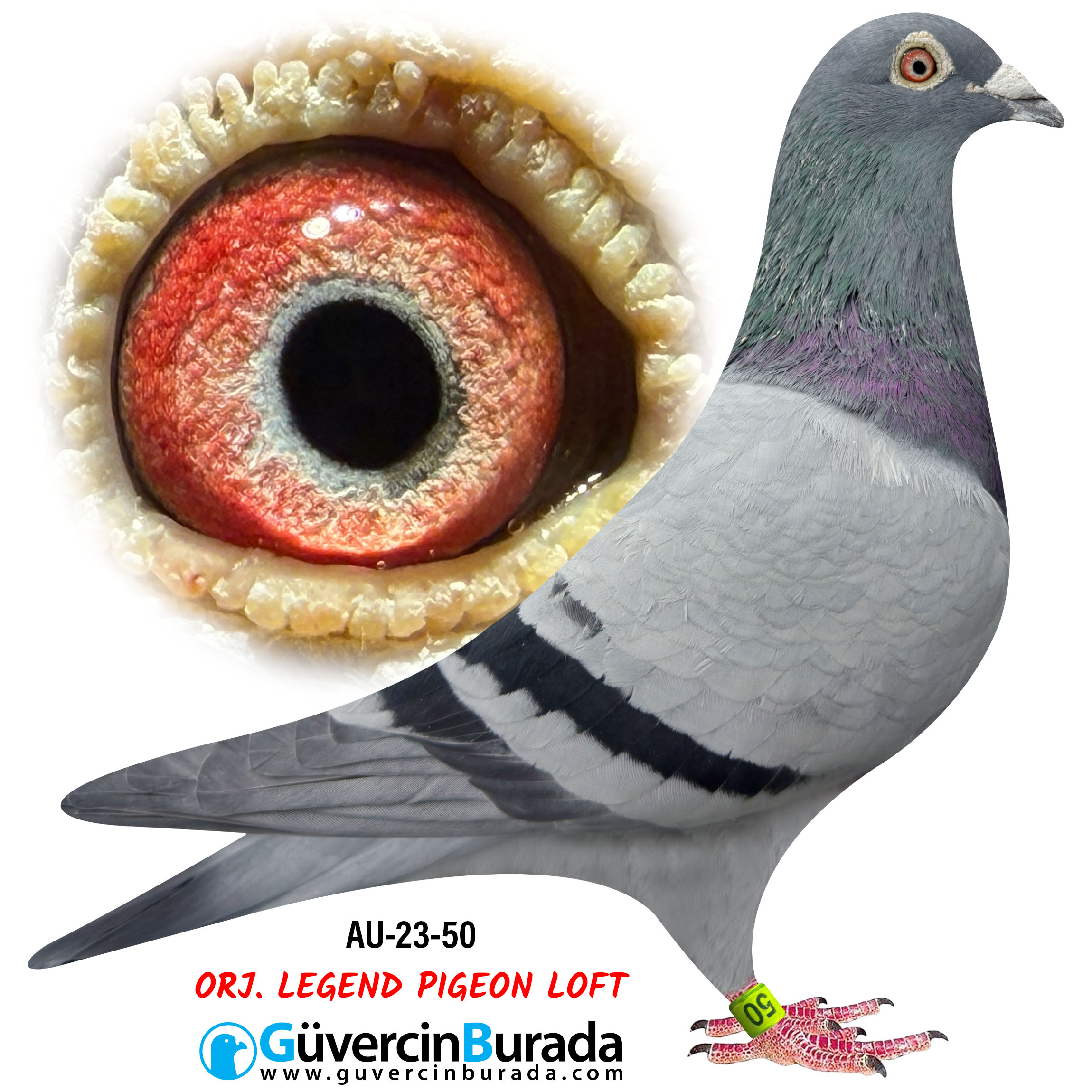 Güvercin Burada - Online Güvercin İhale Sistemi
