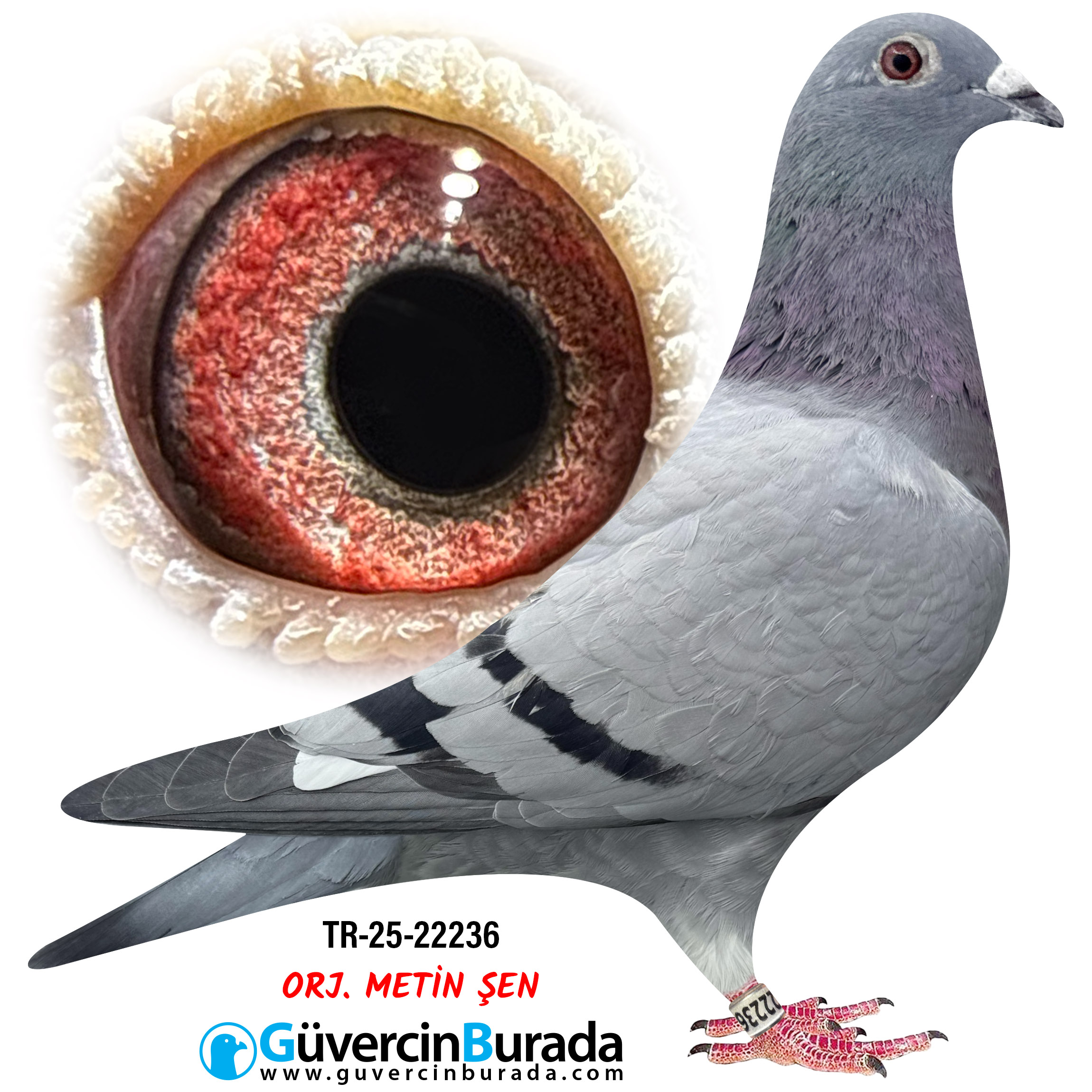 Güvercin Burada - Online Güvercin İhale Sistemi